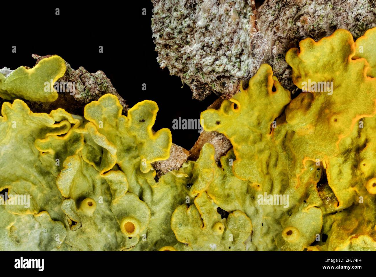 Yellow maritime sunburst lichen - Xanthoria parietina - growing on tree ...