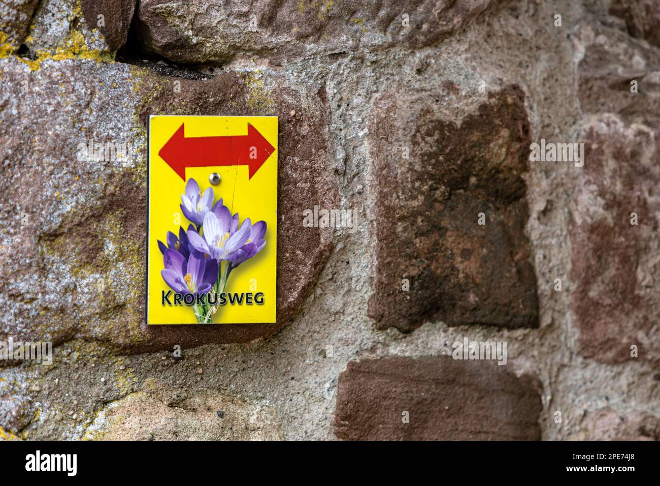 Sea of blossoms in the Zavelstein crocus meadows, up to 1, 6 million ...