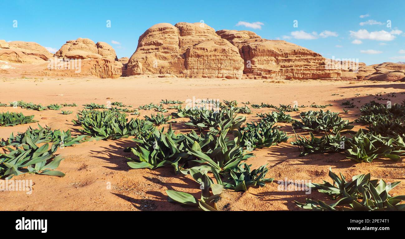 Rocky formations in Wadi Rum desert, bright sun shines on red dust and ...