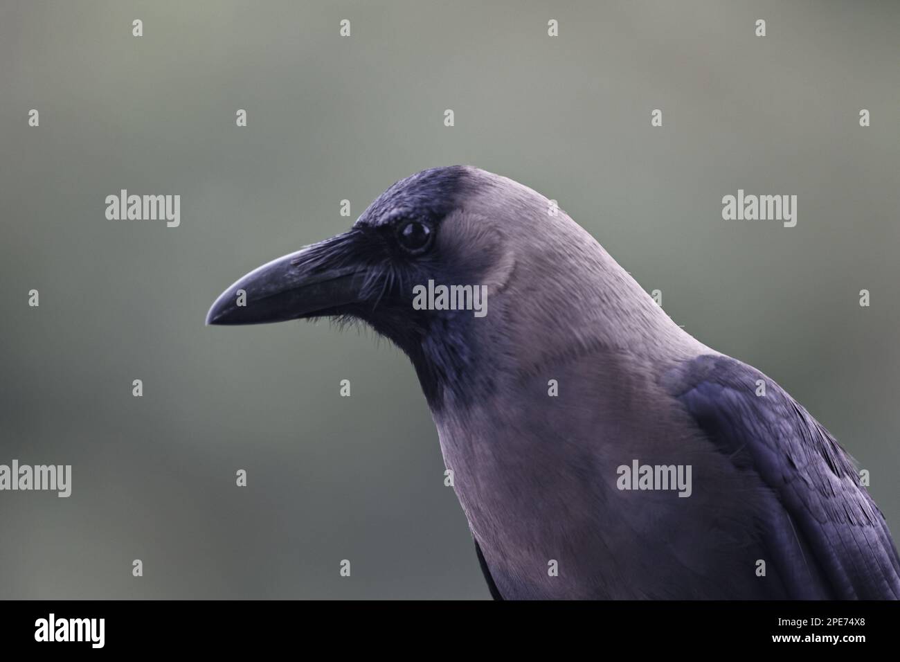 Crow on terrace hi-res stock photography and images - Alamy
