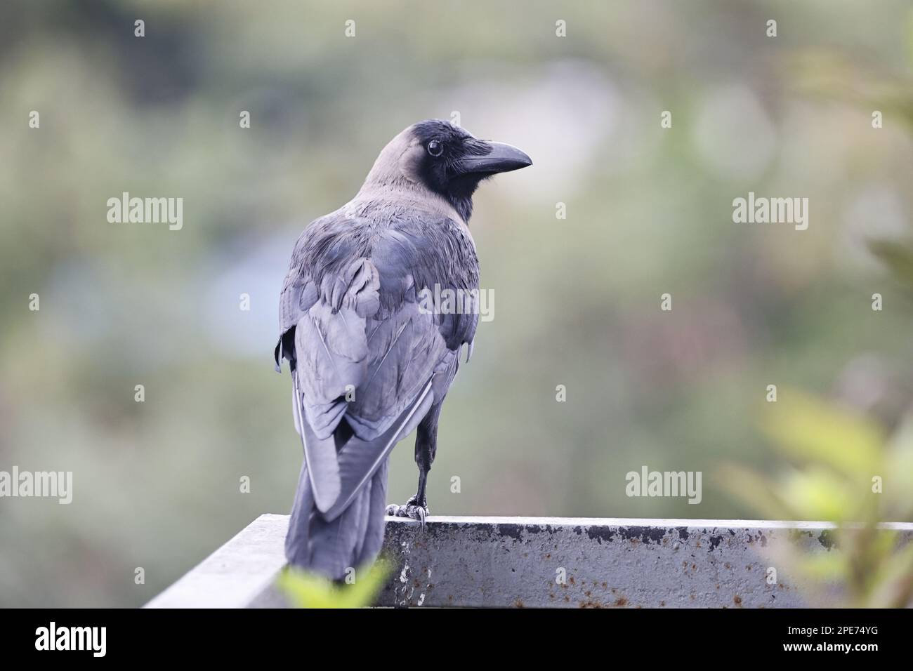 Amidst the vibrant chaos of India's bustling cities, on a quaint house ...