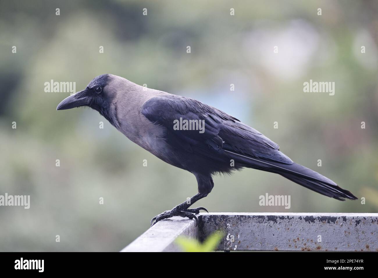 Amidst the vibrant chaos of India's bustling cities, on a quaint house ...