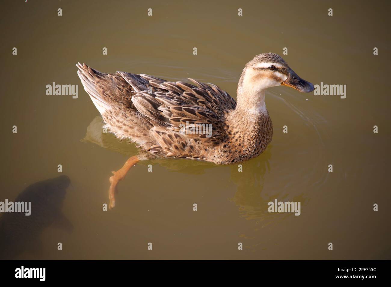 Aquaticscene hi-res stock photography and images - Alamy