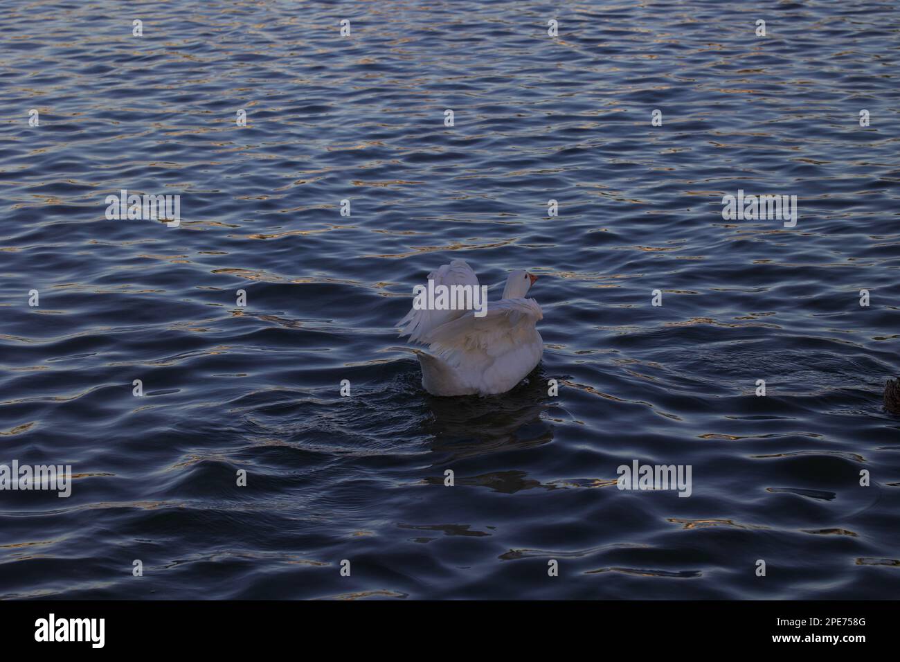back view of a goose swimming in a pond Stock Photo - Alamy