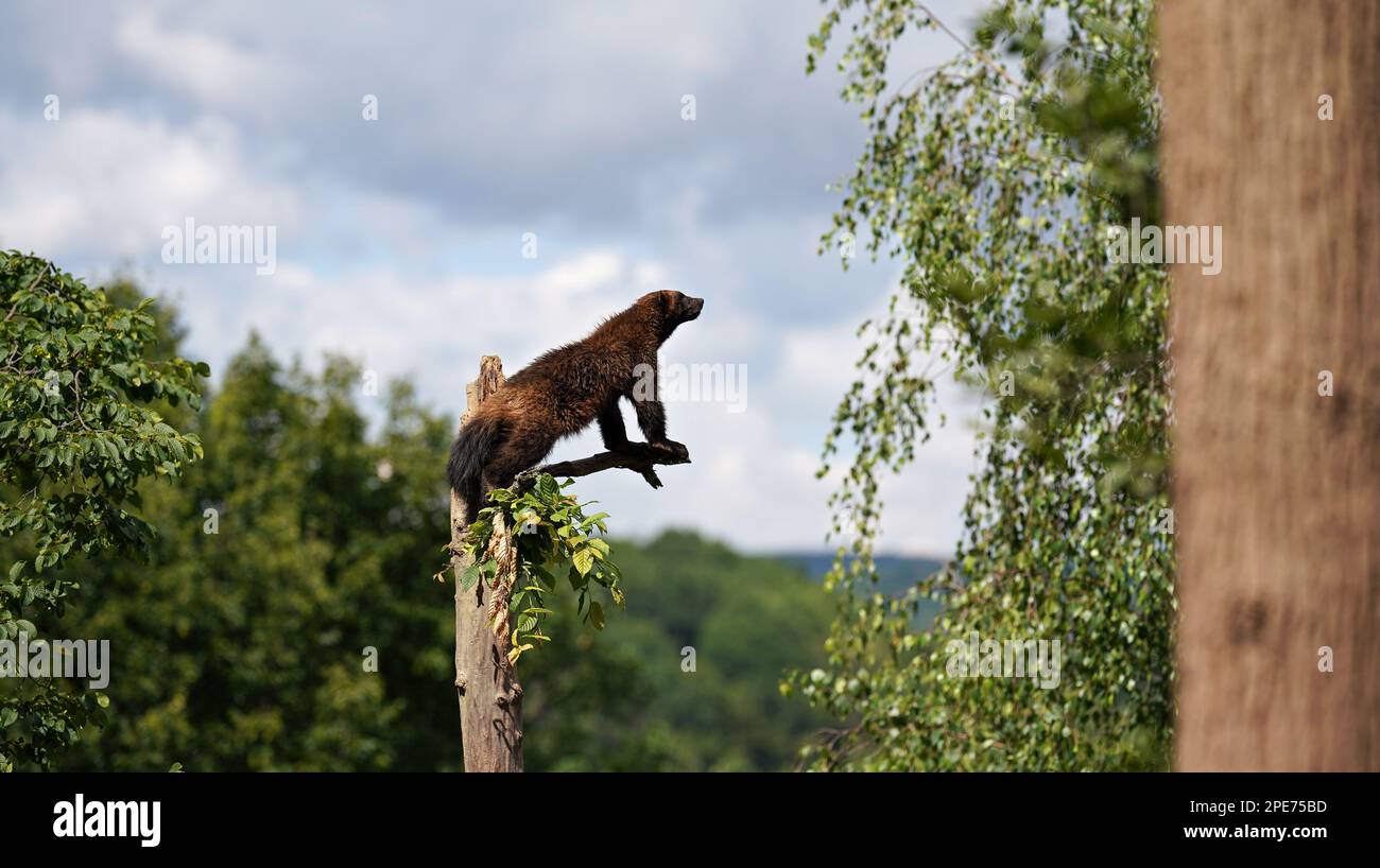 Wolverine animal with prey hi-res stock photography and images - Alamy