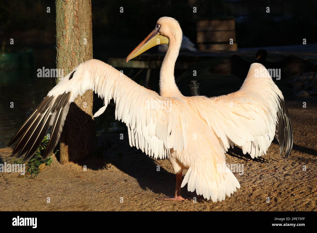 amidst the captivating world of avian wonders, stands a remarkable ...