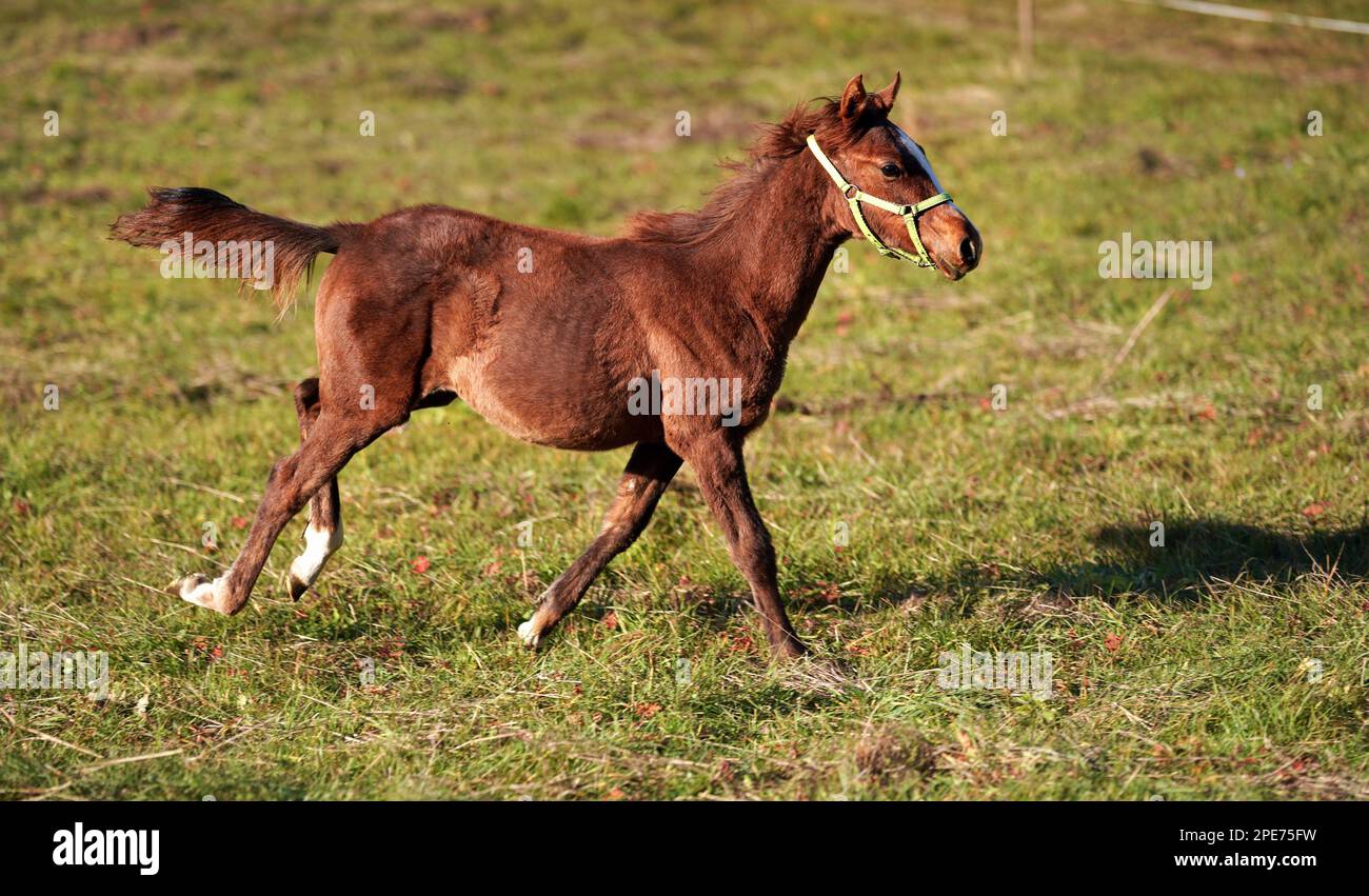 Brown Arabian horse foal running over green field Stock Photo - Alamy