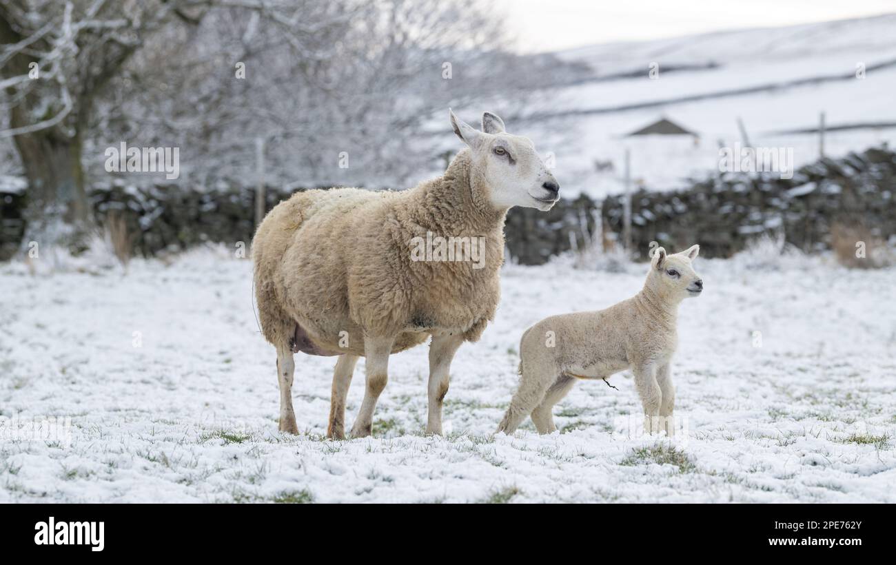 Ewes with lambs out in snow covered fields after a late fall of snow in ...