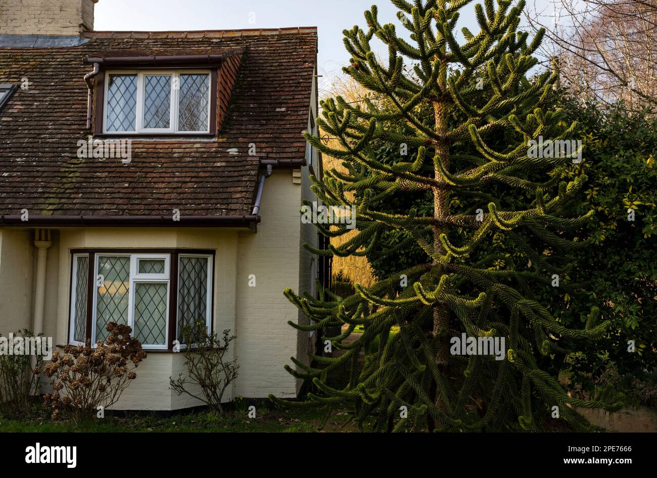 Monkey puzzle tree Hollesley Suffolk England Stock Photo - Alamy