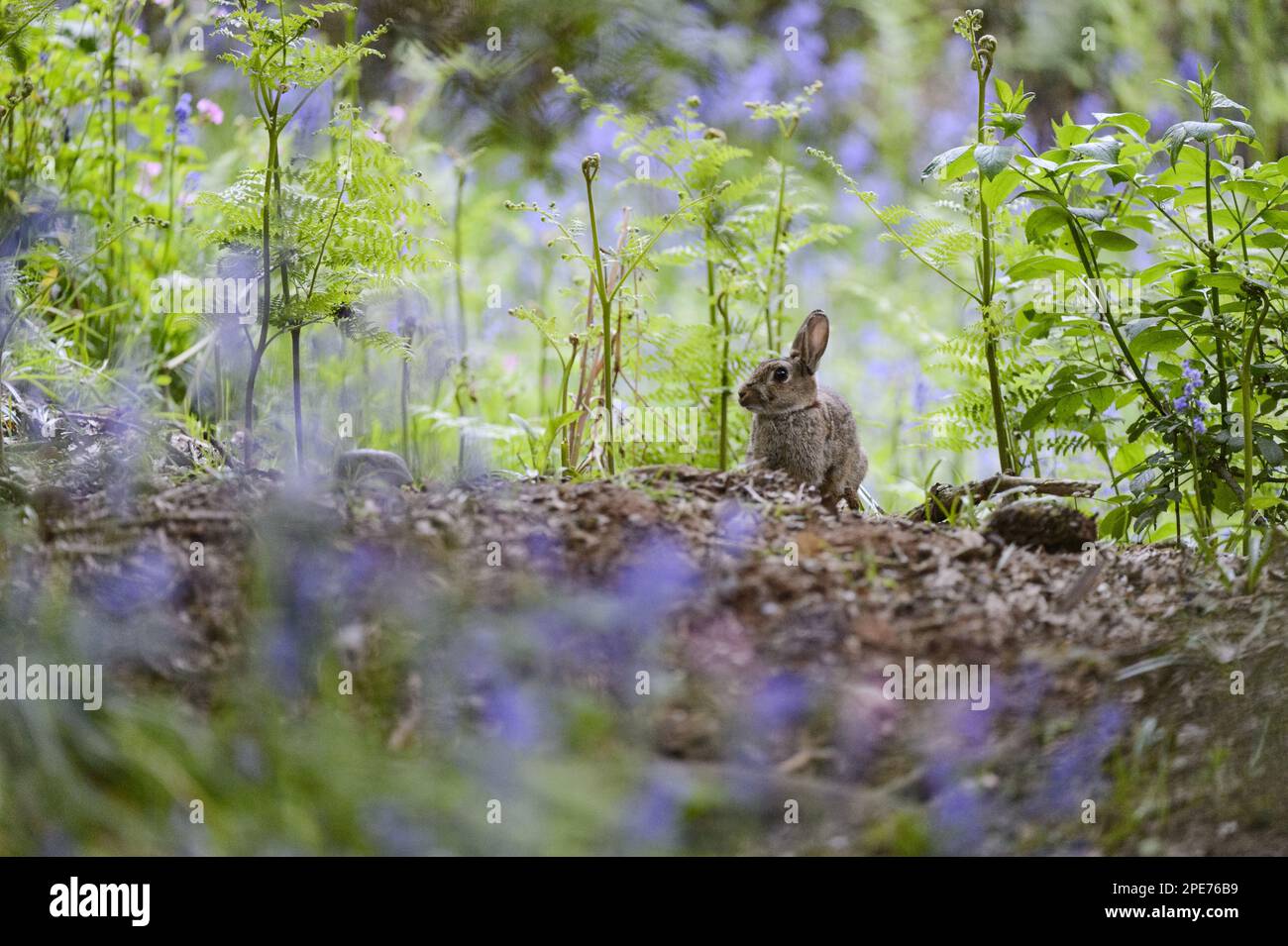 European Rabbit (Oryctolagus cuniculus) adult, standing amongst Common ...