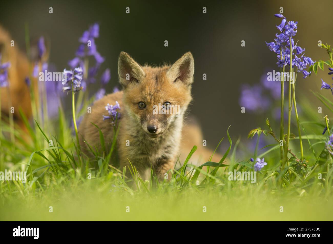 European Red Fox (Vulpes vulpes) cub, standing amongst Common Bluebell ...