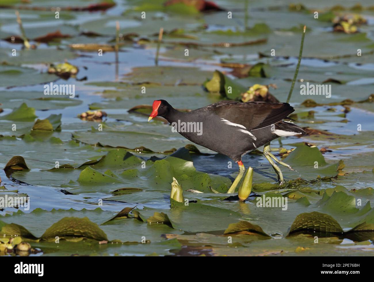 Common gallinule (Gallinula galeata cerceris), adult, walking on lily ...