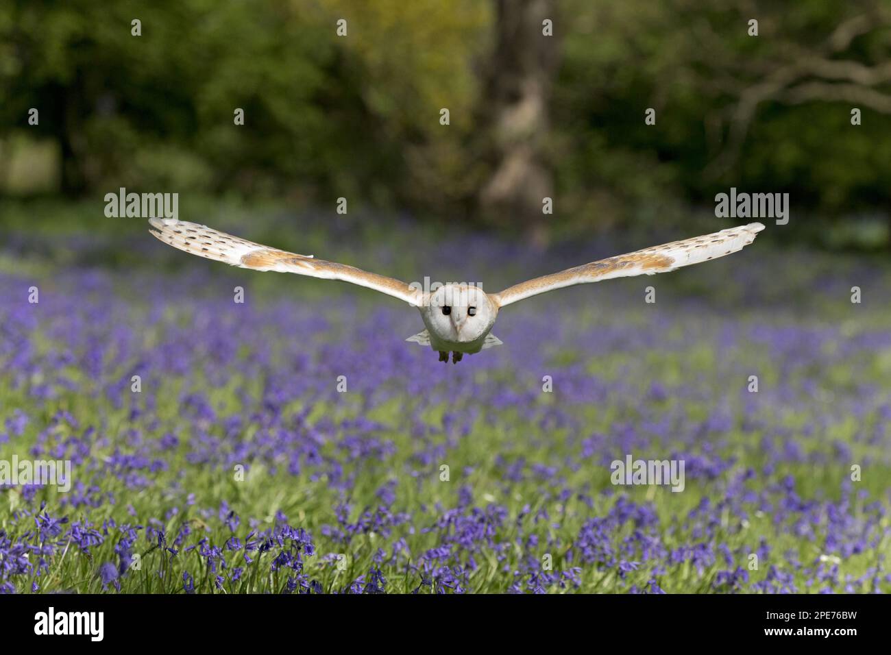 British bluebell cutout hi-res stock photography and images - Alamy