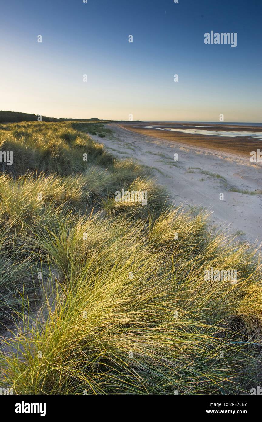 Marram Grass (Ammophila arenaria) growing in coastal sand dune habitat ...