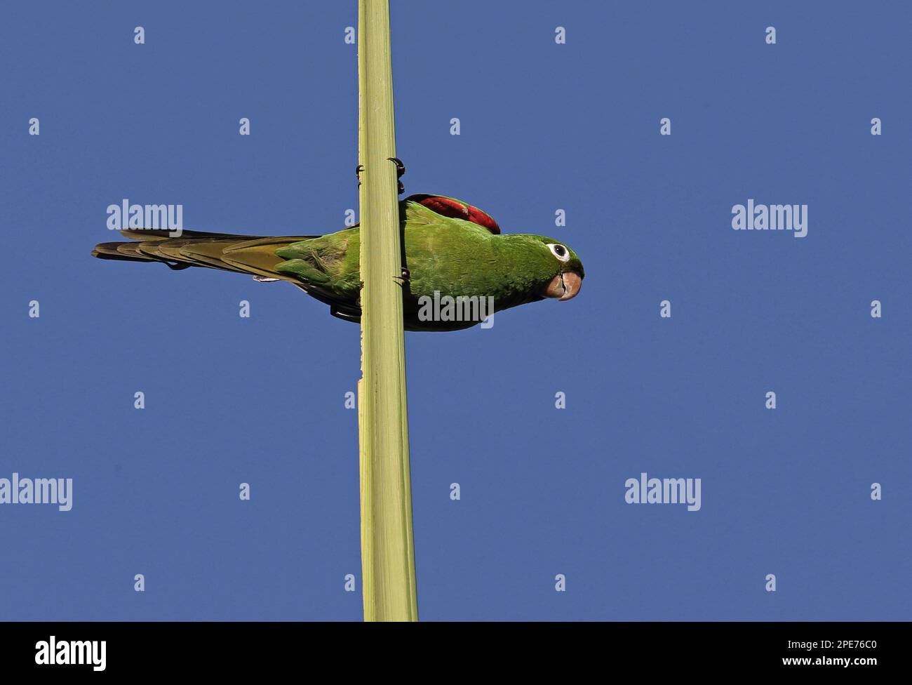 Adult Spanish parakeet (Psittacara chloroptera), sitting on top of a ...