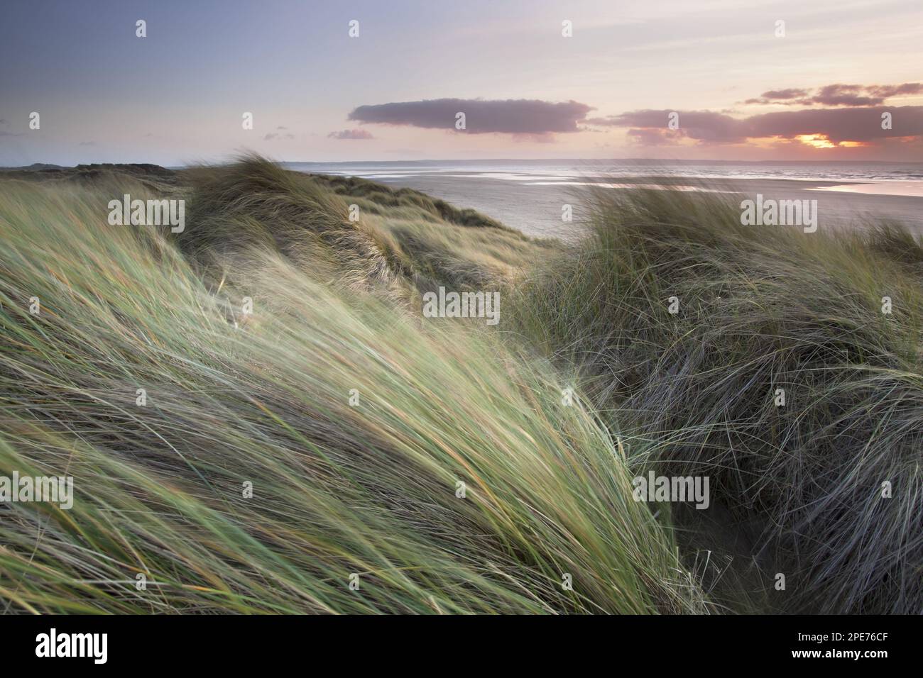 European marram grass (Ammophila arenaria) growing in coastal sand dune ...