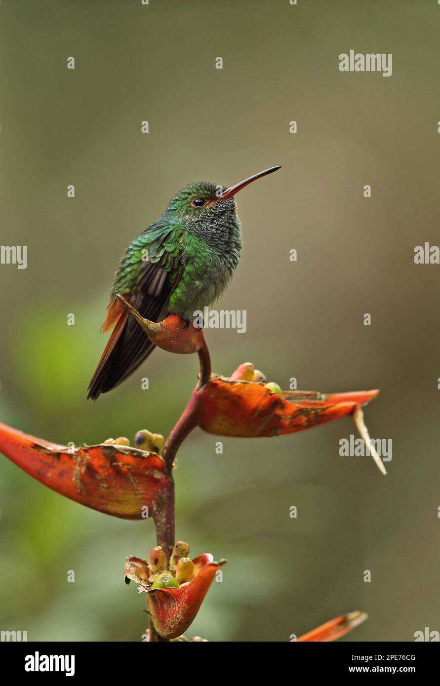 Heliconia hummingbird hi-res stock photography and images - Alamy