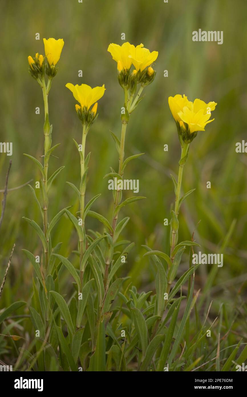 Goldlein hi-res stock photography and images - Alamy