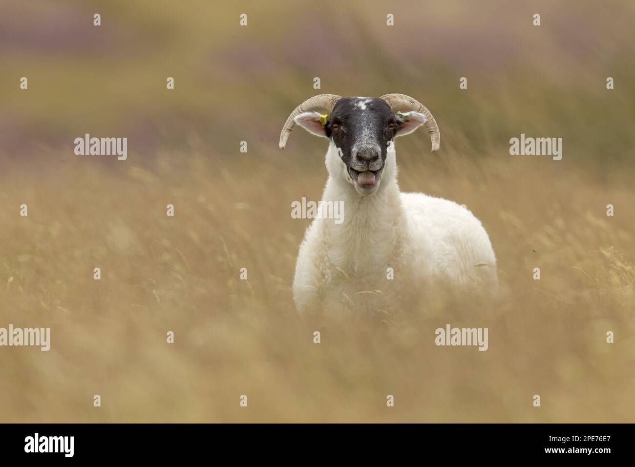 Domestic sheep, Scottish blackface, adult, calling, standing among long ...