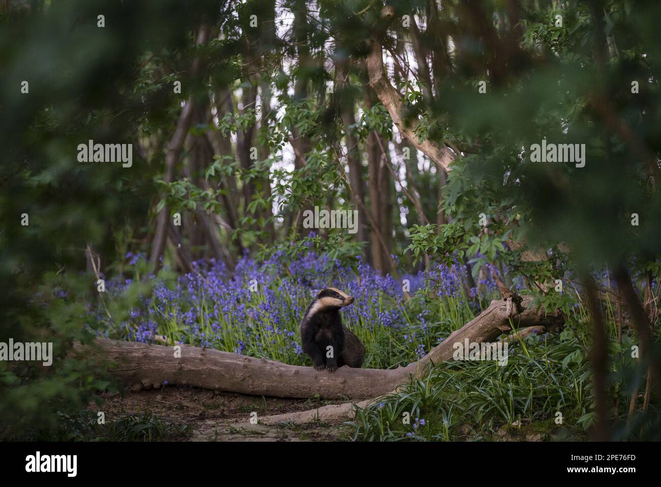 European badger (Meles meles), adult, standing on a tree trunk amidst ...