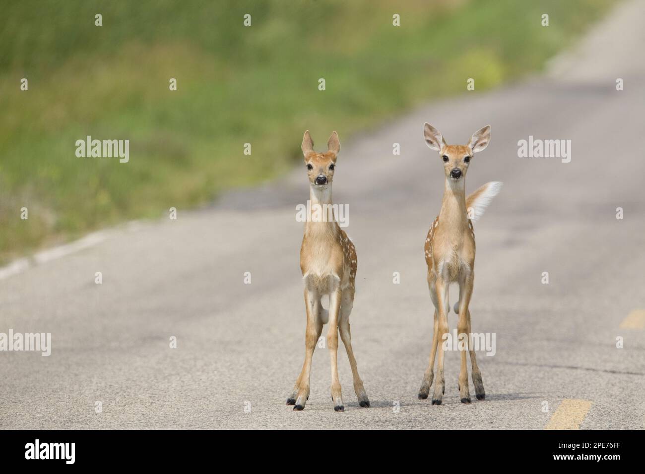 White-tailed Deer (Odocoileus virginianus) two fawns, with mosquitoes ...