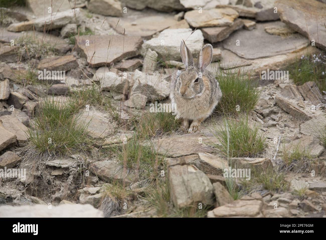 Nuttall's Cottontail (Sylvilagus nuttallii) adult, sitting on rocky ...