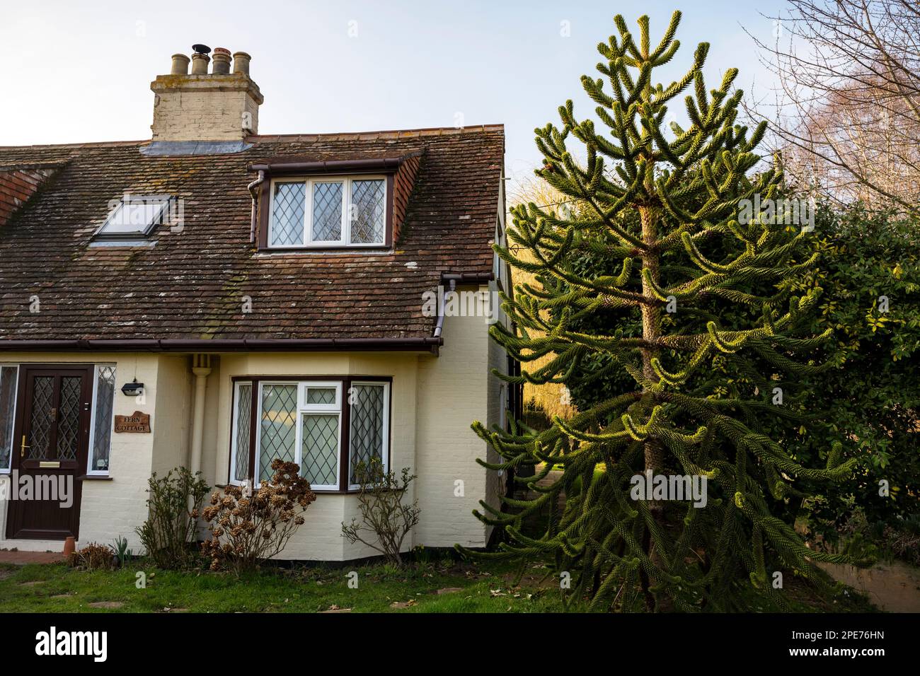 Monkey puzzle tree Hollesley Suffolk England Stock Photo - Alamy