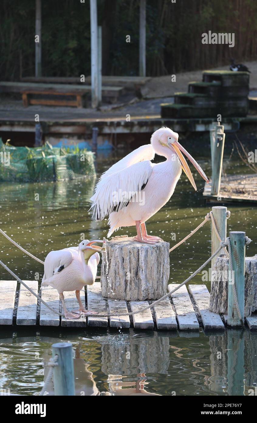 amidst the captivating world of avian wonders, stands a remarkable ...