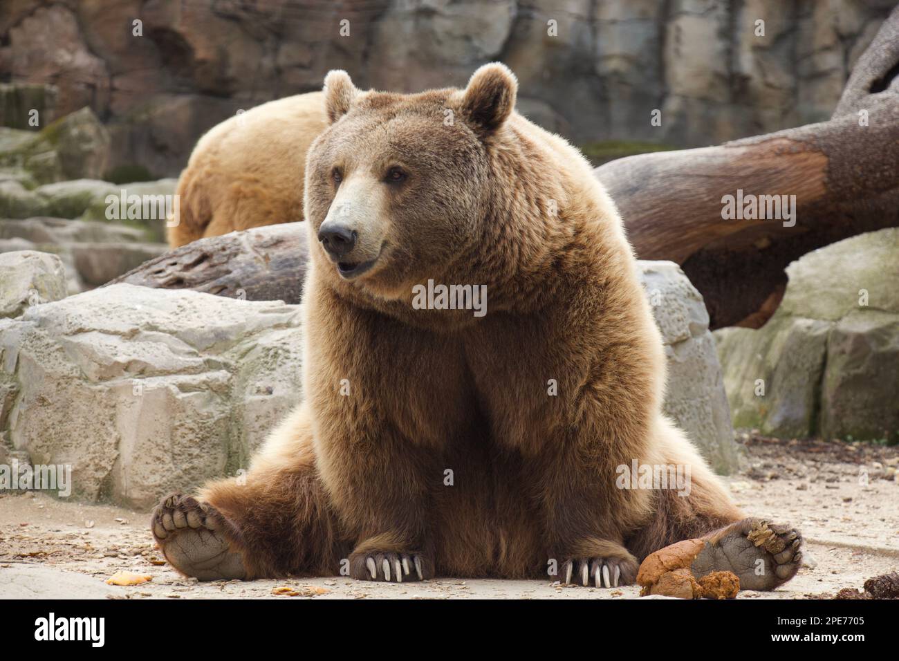 Bear in a zoo Stock Photo - Alamy