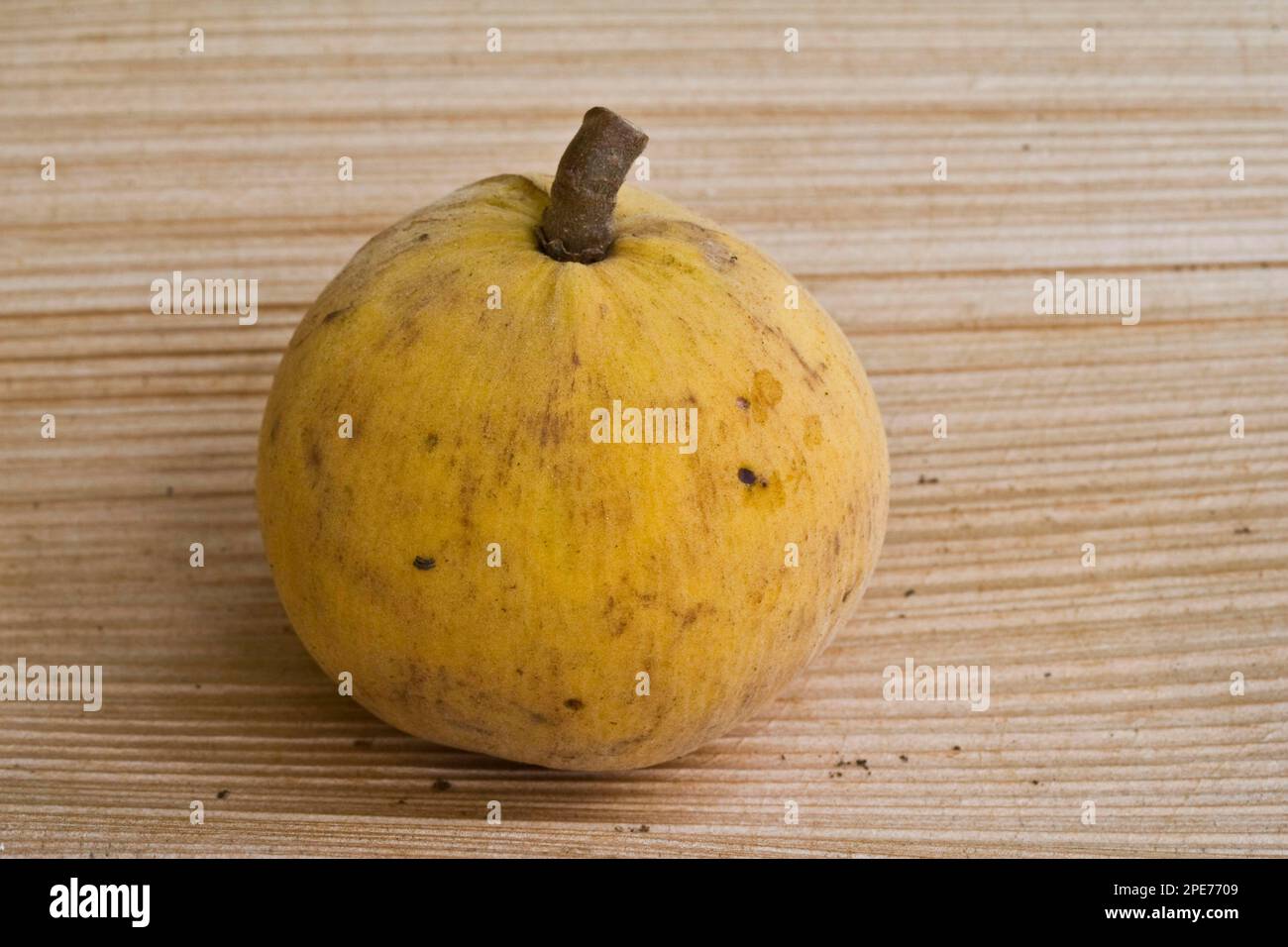 Santol (Sandoricum koetjape) picked ripe fruit, Palawan Island ...