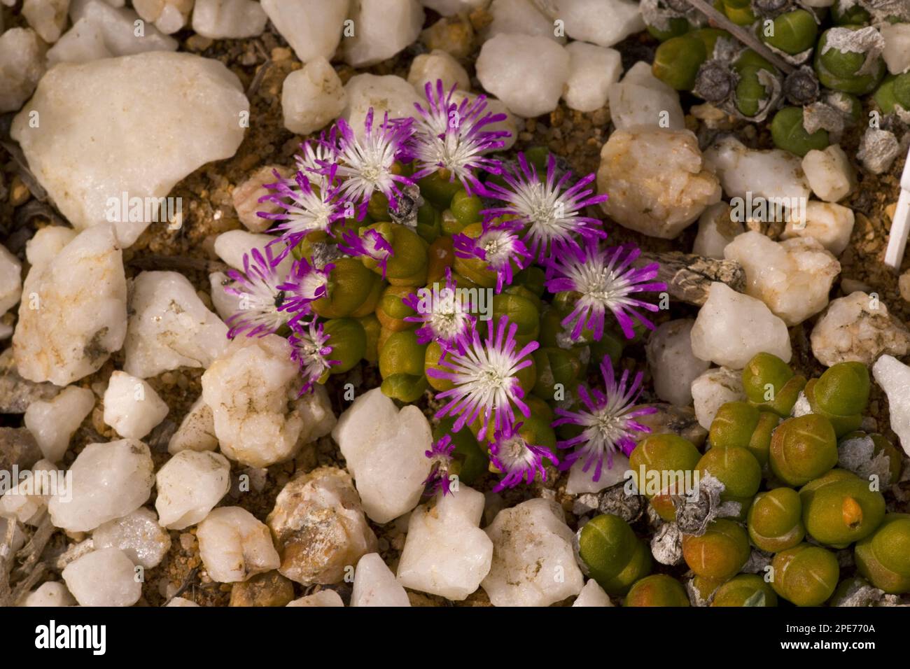 Flowering dwarf pebble flower (Oophytum nanum) between stones in quartz ...