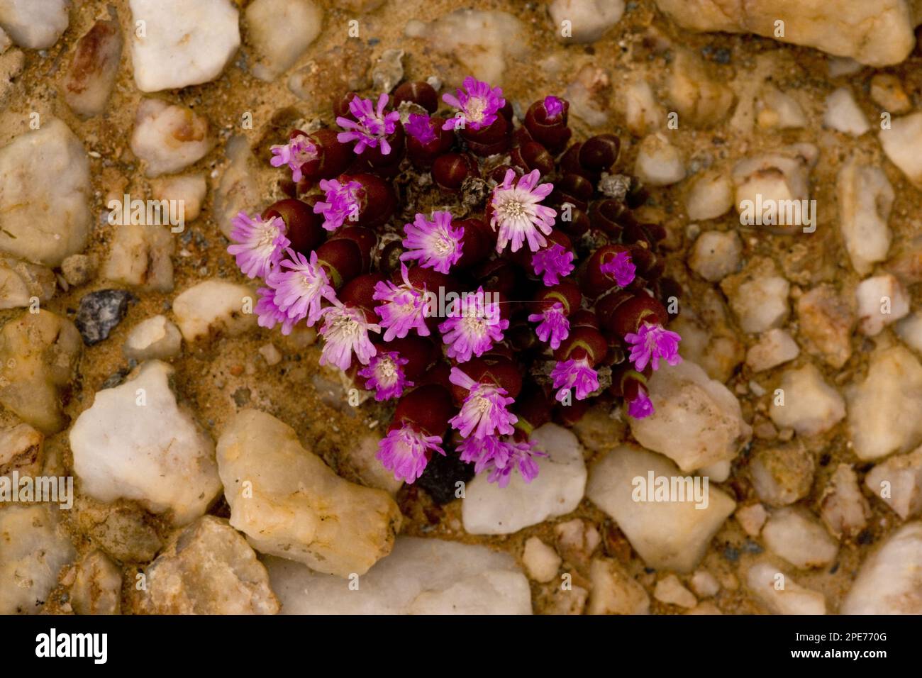 Flowering dwarf pebble flower (Oophytum nanum) between stones in quartz ...