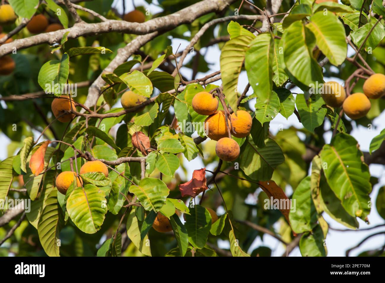 Santol (Sandoricum koetjape) ripe fruit on tree, Palawan, Philippines ...