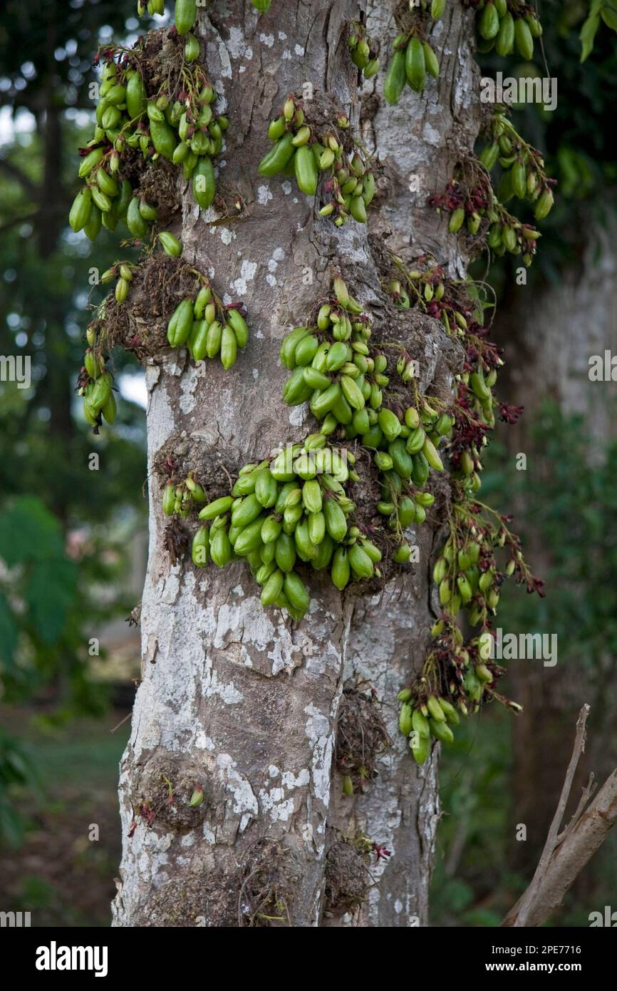 Balimbing (Averrhoa bilimbi) trunk and fruit, Palawan Island ...