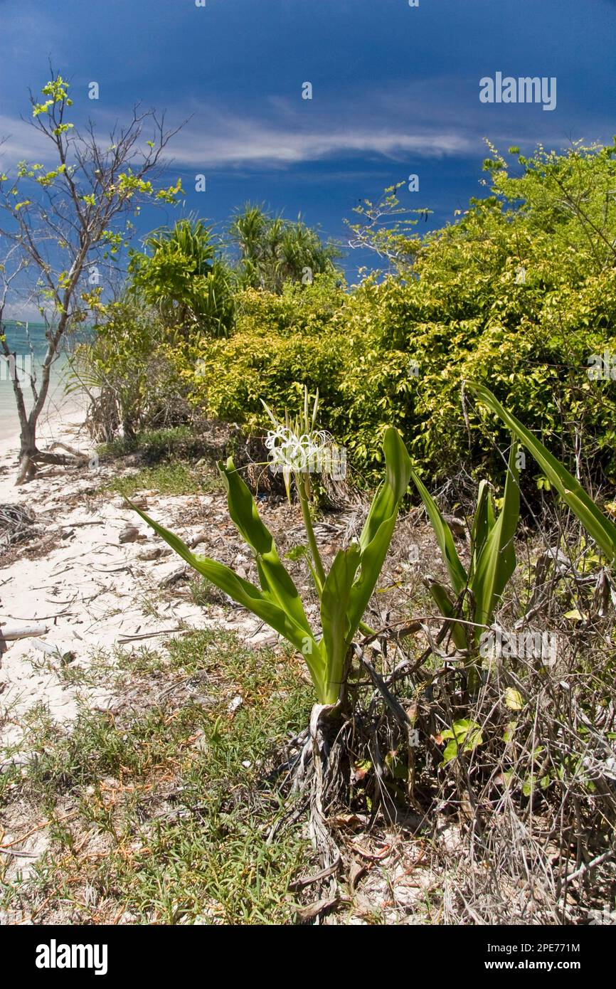Swamp Lily (Crinum pedunculatum) flowering, growing on exposed beach ...