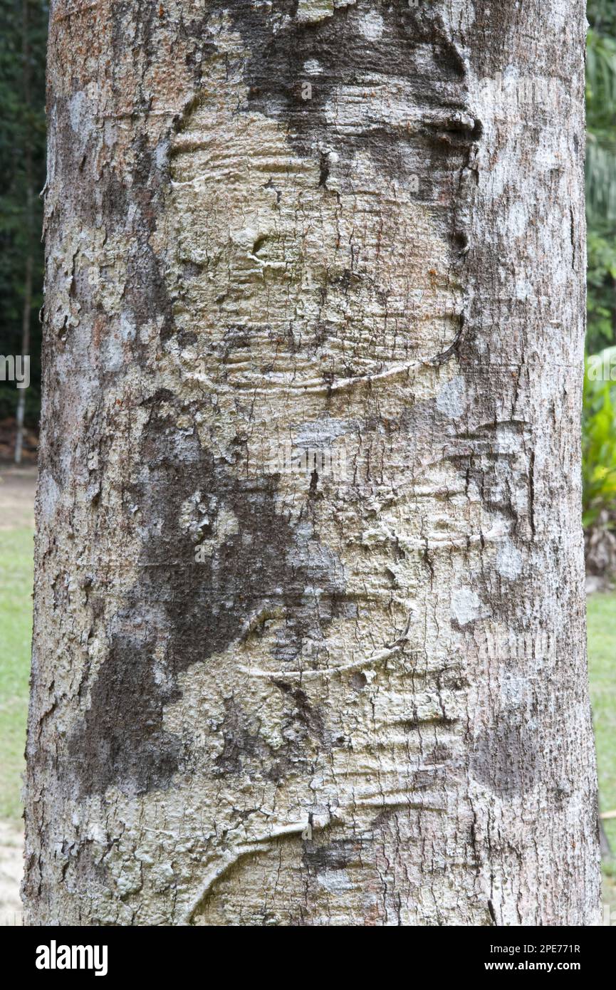 Suya tribe hi-res stock photography and images - Alamy