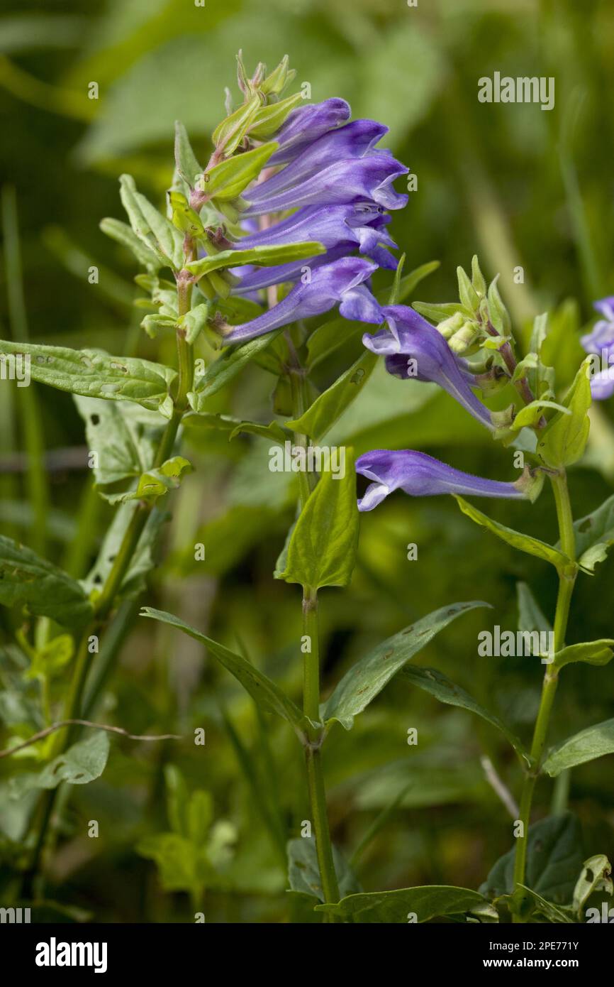 Spear-leaved skullcap (Scutellaria hastifolia), Labiates, Spear-leaved ...