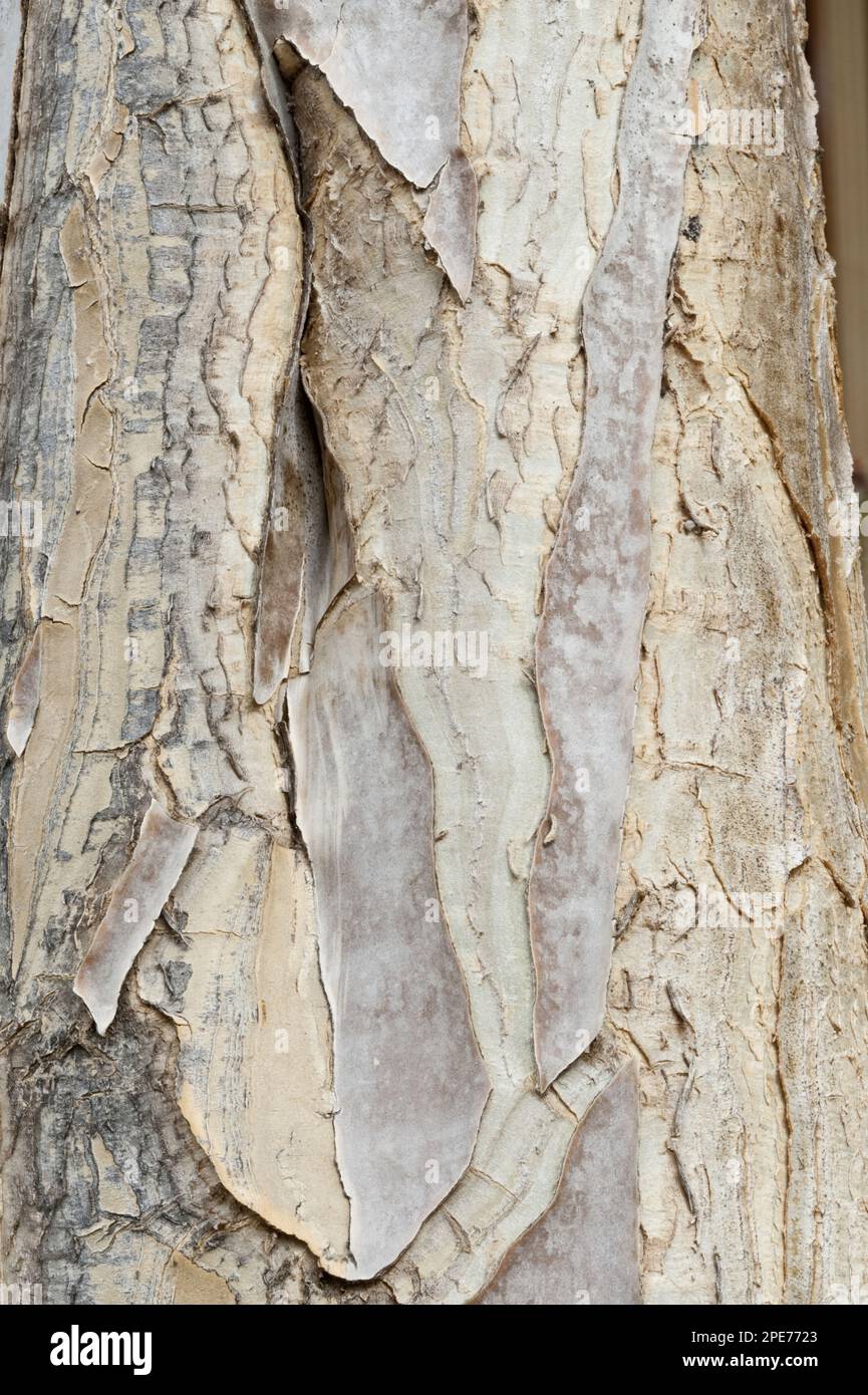 Totterboom tree (Tylecodon paniculatus) Close-up of the base trunk ...