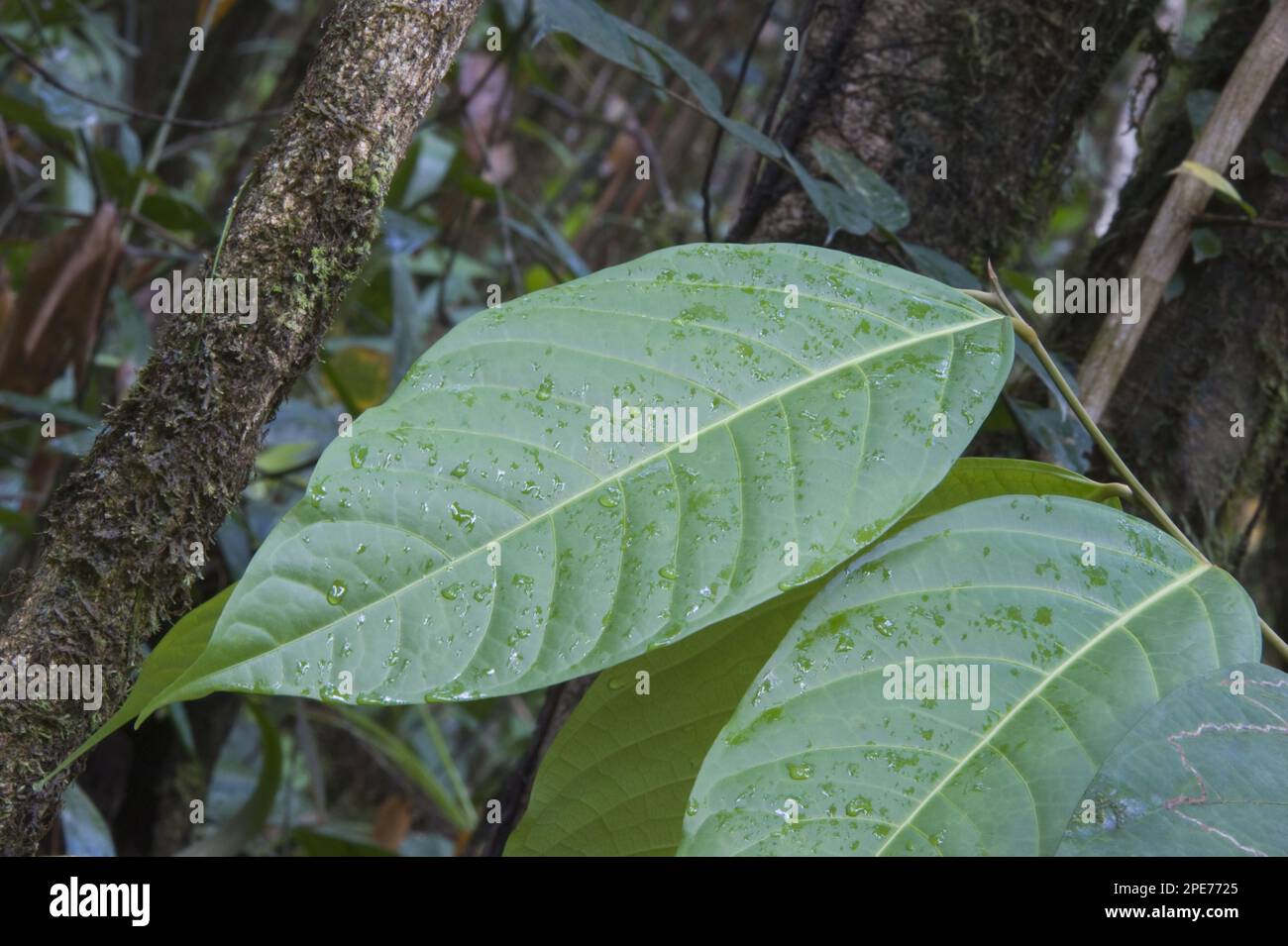 Common baramalli (Catostemma commune) close-up of leaves, Kaieteur N. P ...