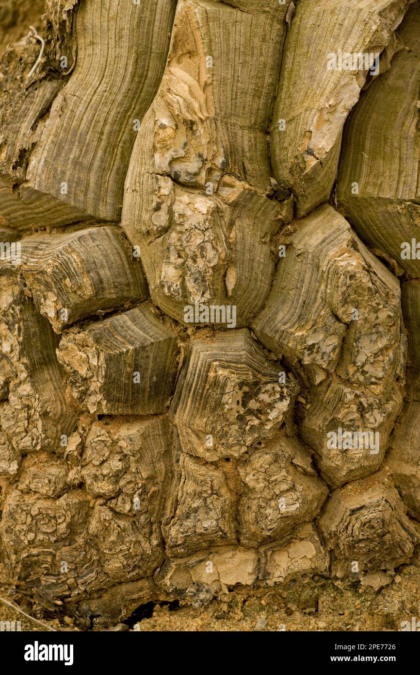 Turtle plant, Yam family, Elephant's Foot (Dioscorea elephantipes ...