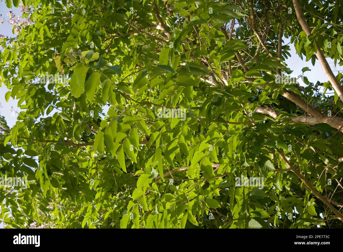 Giant Crape-myrtle (Lagerstroemia speciosa) leaves, Palawan Island ...
