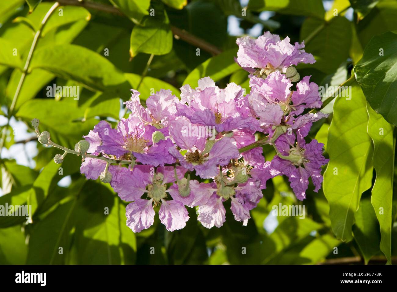 Giant Crape-myrtle (Lagerstroemia speciosa) close-up of flowers ...