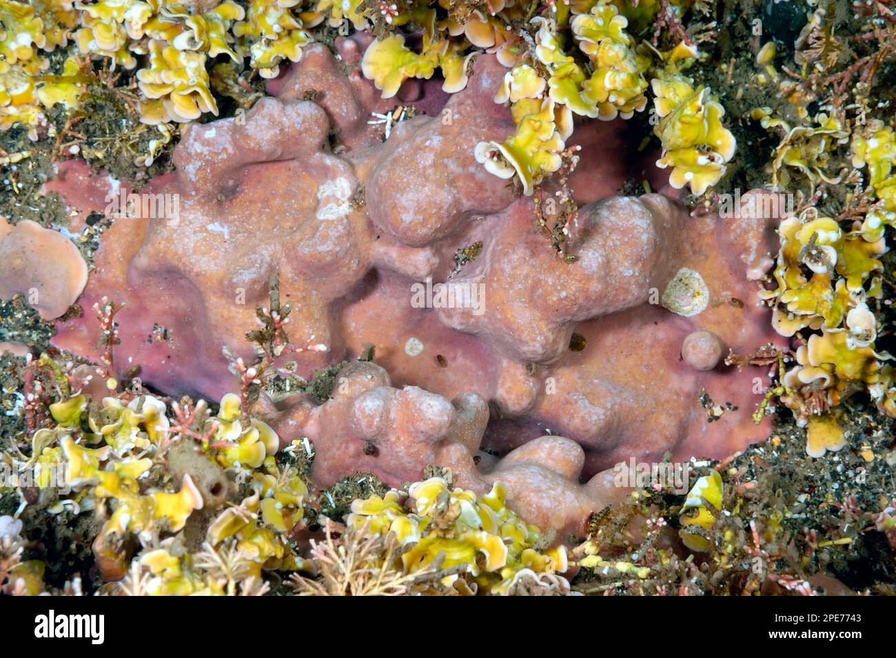 Red crustose algae (Lithothamnion sp.) on rocks, Kimmeridge Bay, Dorset ...