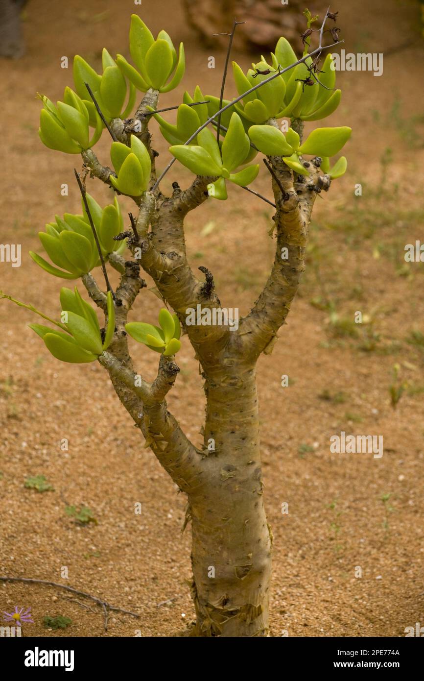 Stems and leaves of the Totterboom tree (Tylecodon paniculatus ...