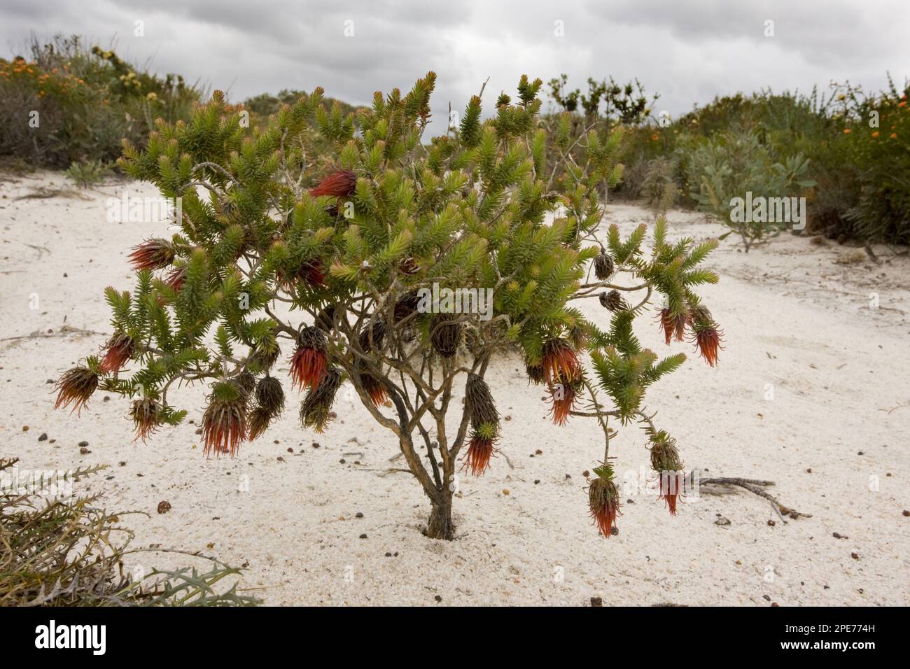 Dryandra hi-res stock photography and images - Alamy