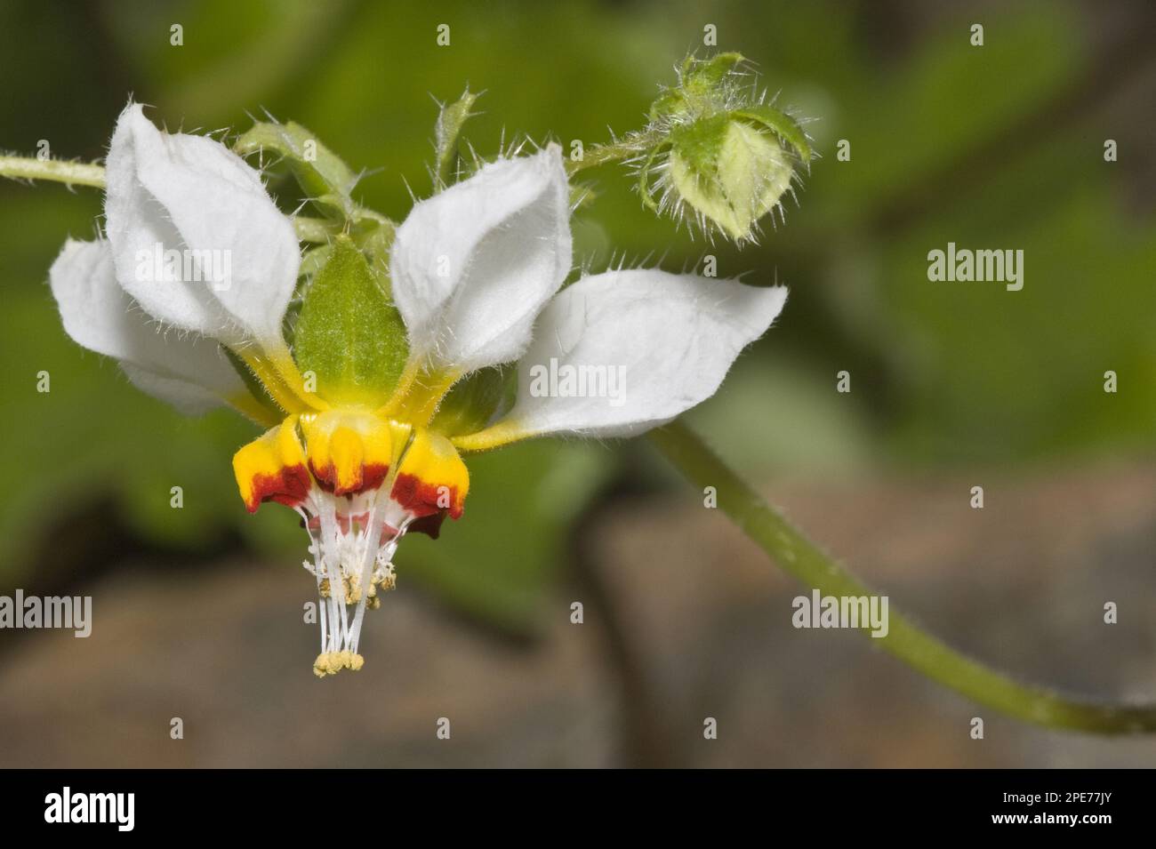 Loasa elongata ortiga plant hi-res stock photography and images - Alamy