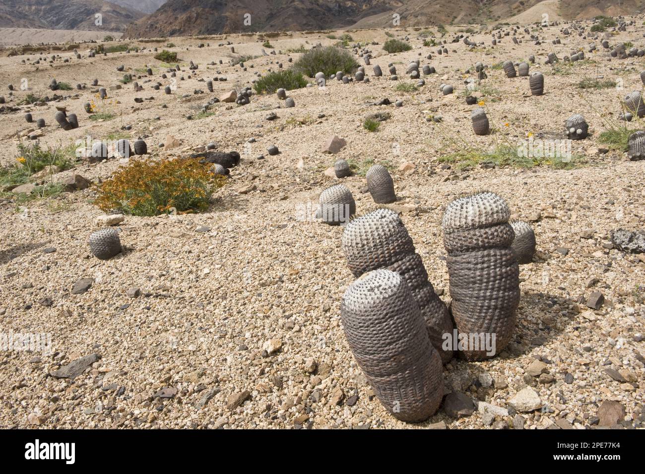 Copiapoa de Philippi (Copiapoa cinerea ssp. columna-alba) growing in ...