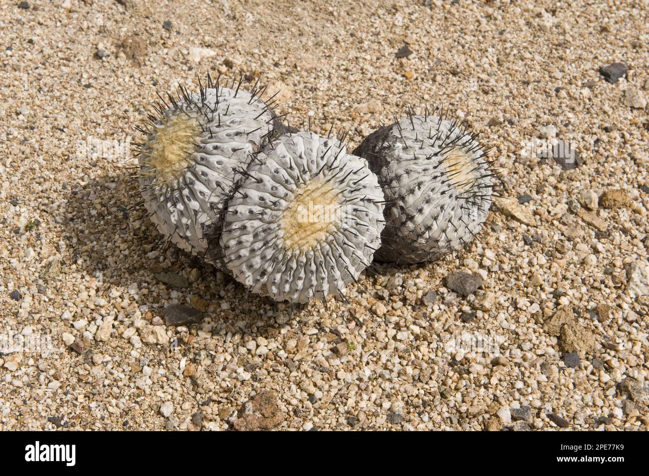Copiapoa de Philippi (Copiapoa cinerea ssp. columna-alba) growing in ...