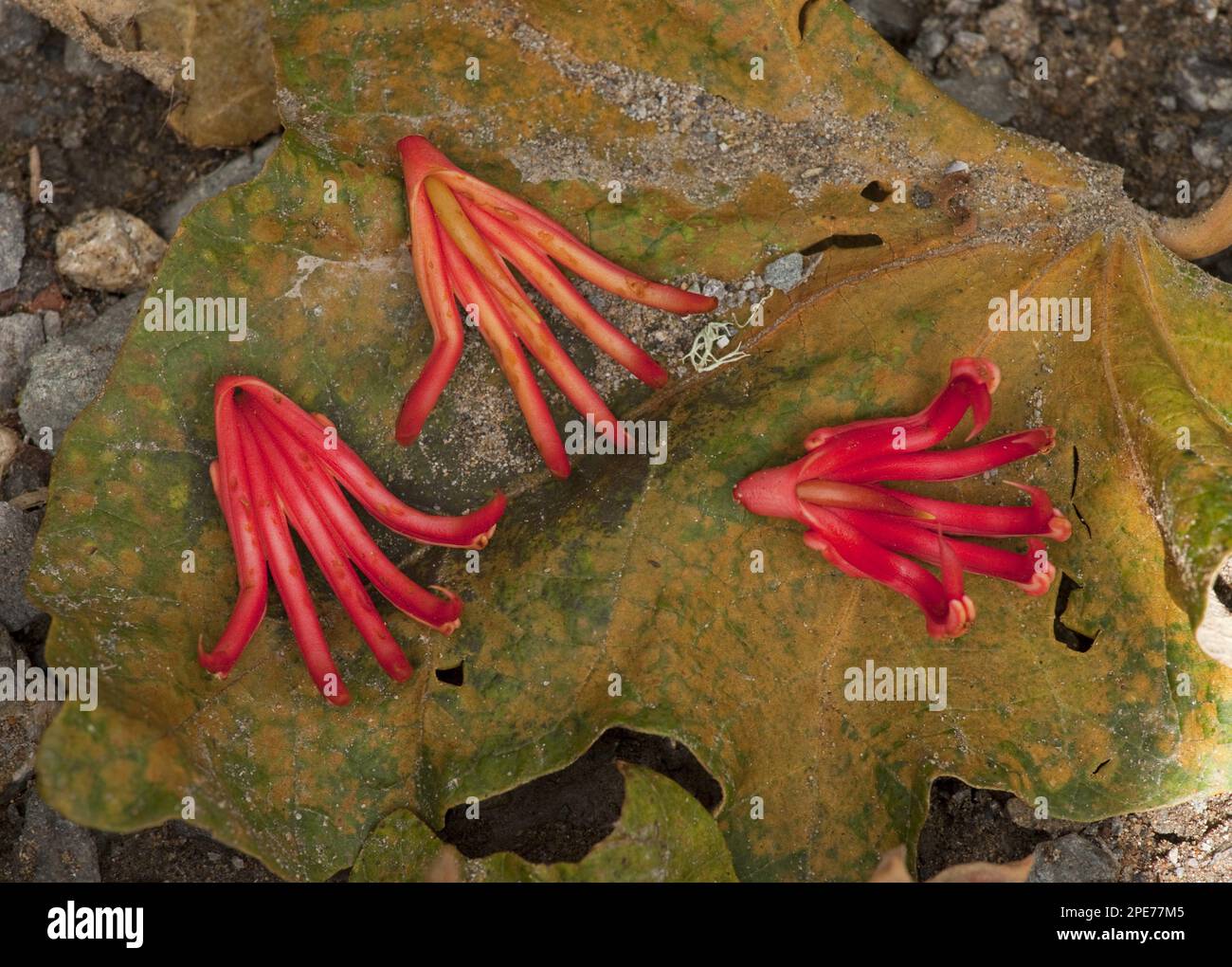 Mexican chiranthodendron pentadactylon (Chiranthodendron pentadactylon ...