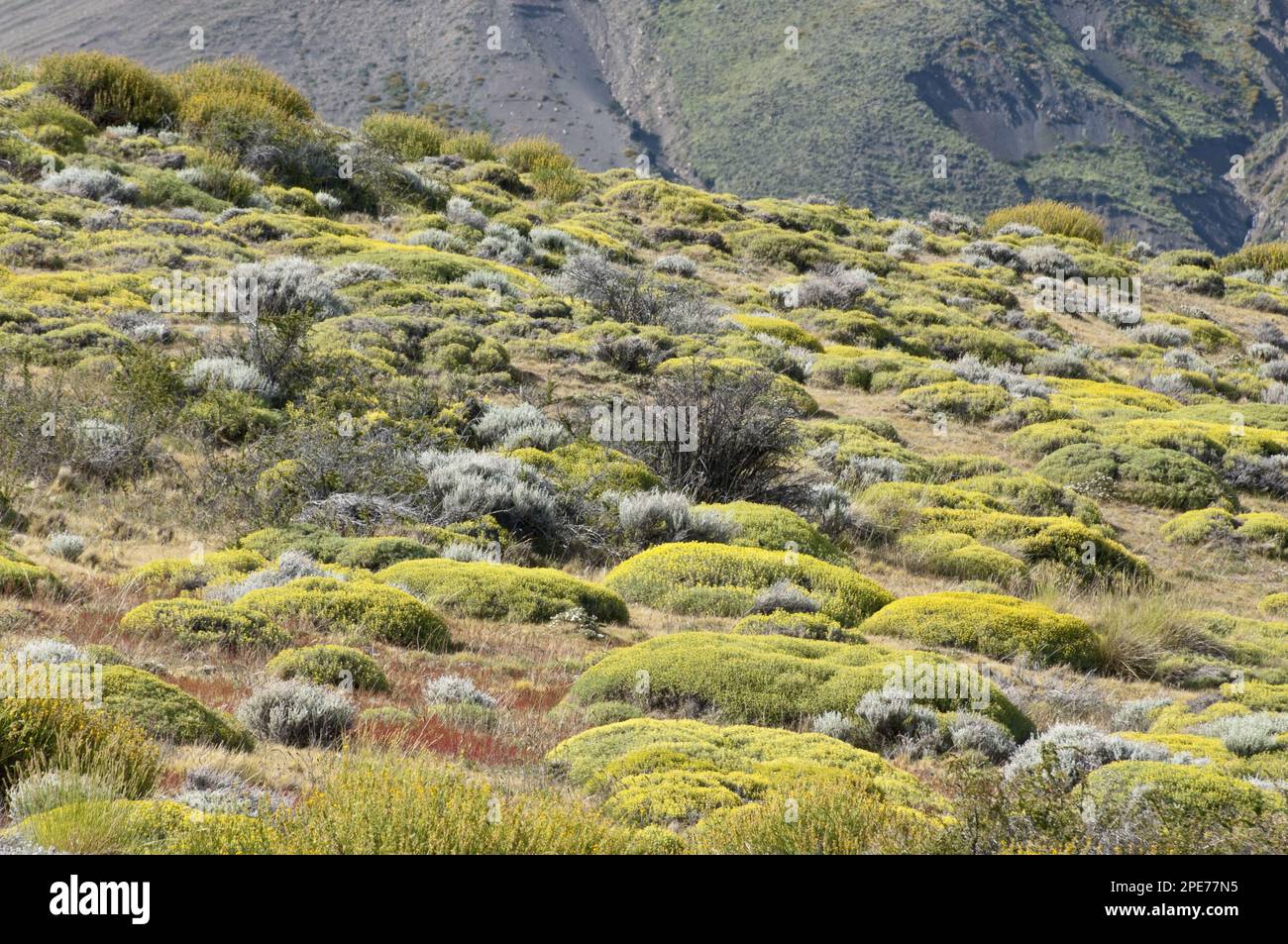 Mata Barrosa (Mulinum spinosum) flowering, growing in a montane site ...